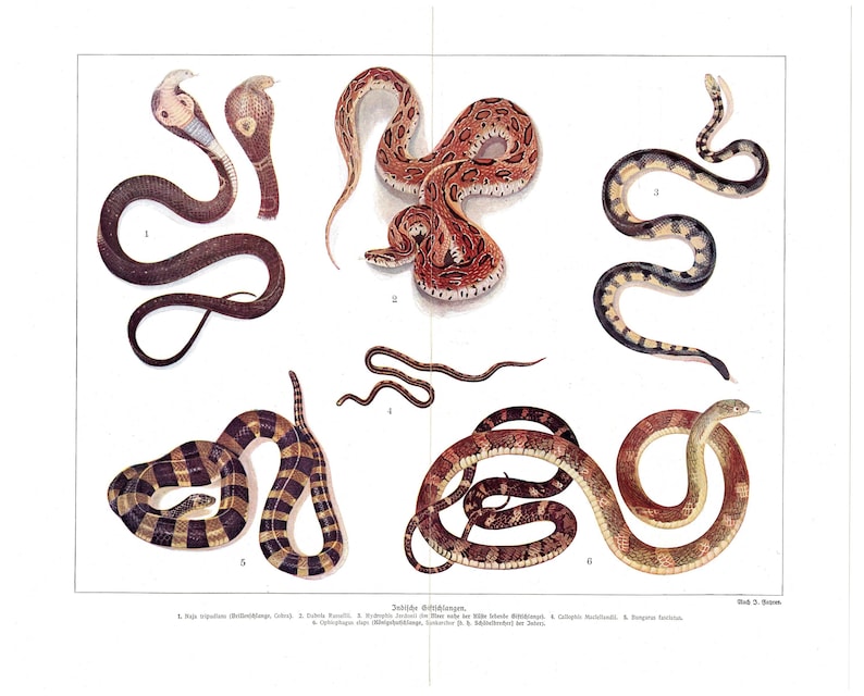 GERMAN LITHOGRAPH, SNAKES, Circa 1930, Vintage - Etsy