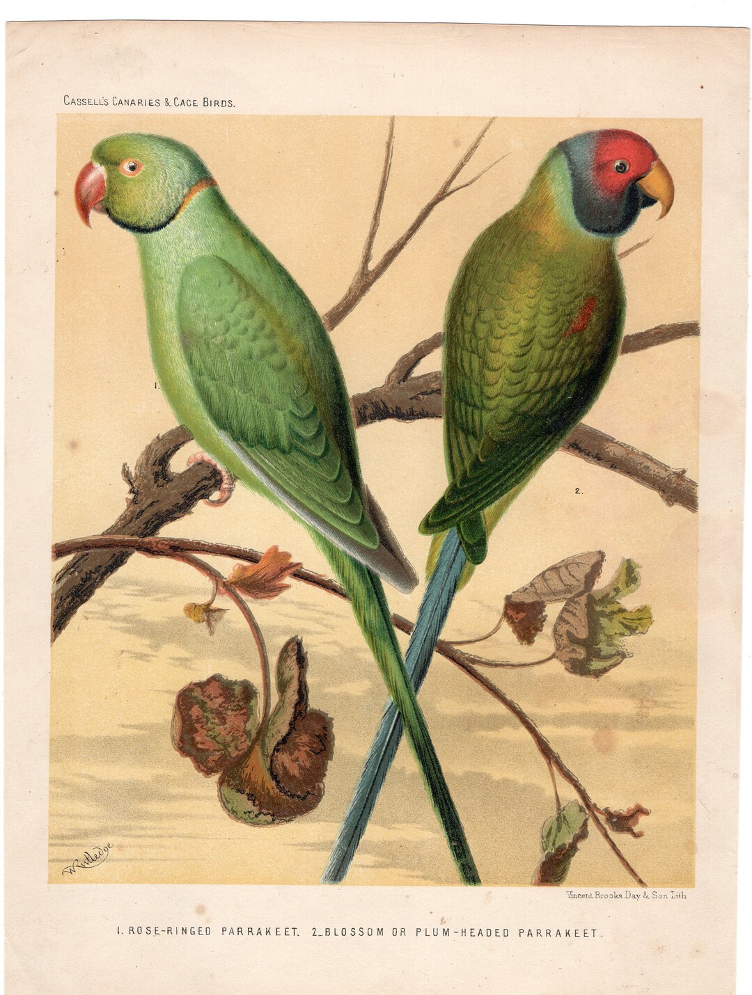 PARROT & PARAKEET, CHROMOLITHOGRAPH. Circa 1920, Vintage. - Etsy