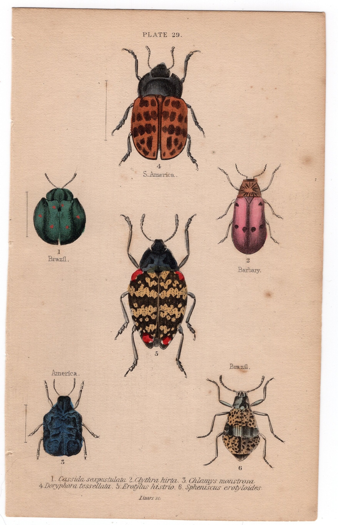 Pair of Hand Colored Insects, Bugs, Beetles, Print. Vintage - Etsy