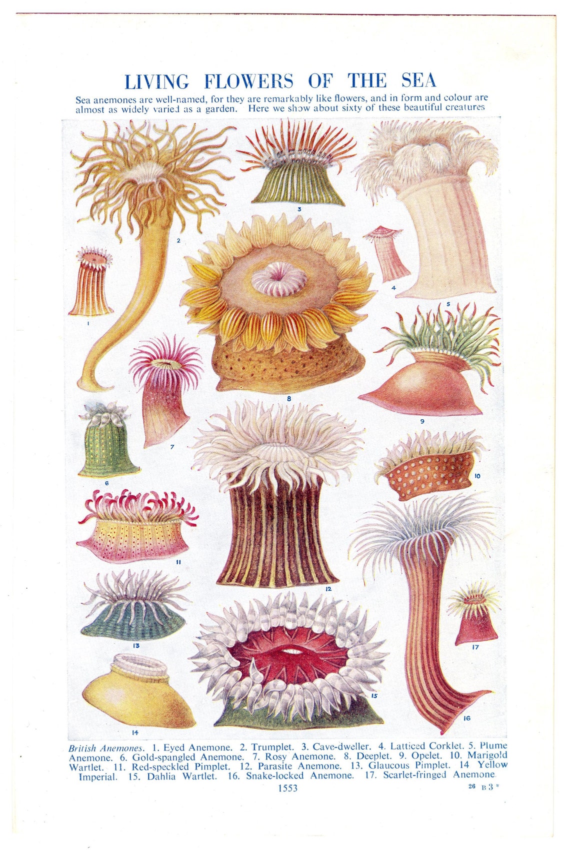 DEEP SEA CREATURES. Circa 1930, Vintage - Etsy