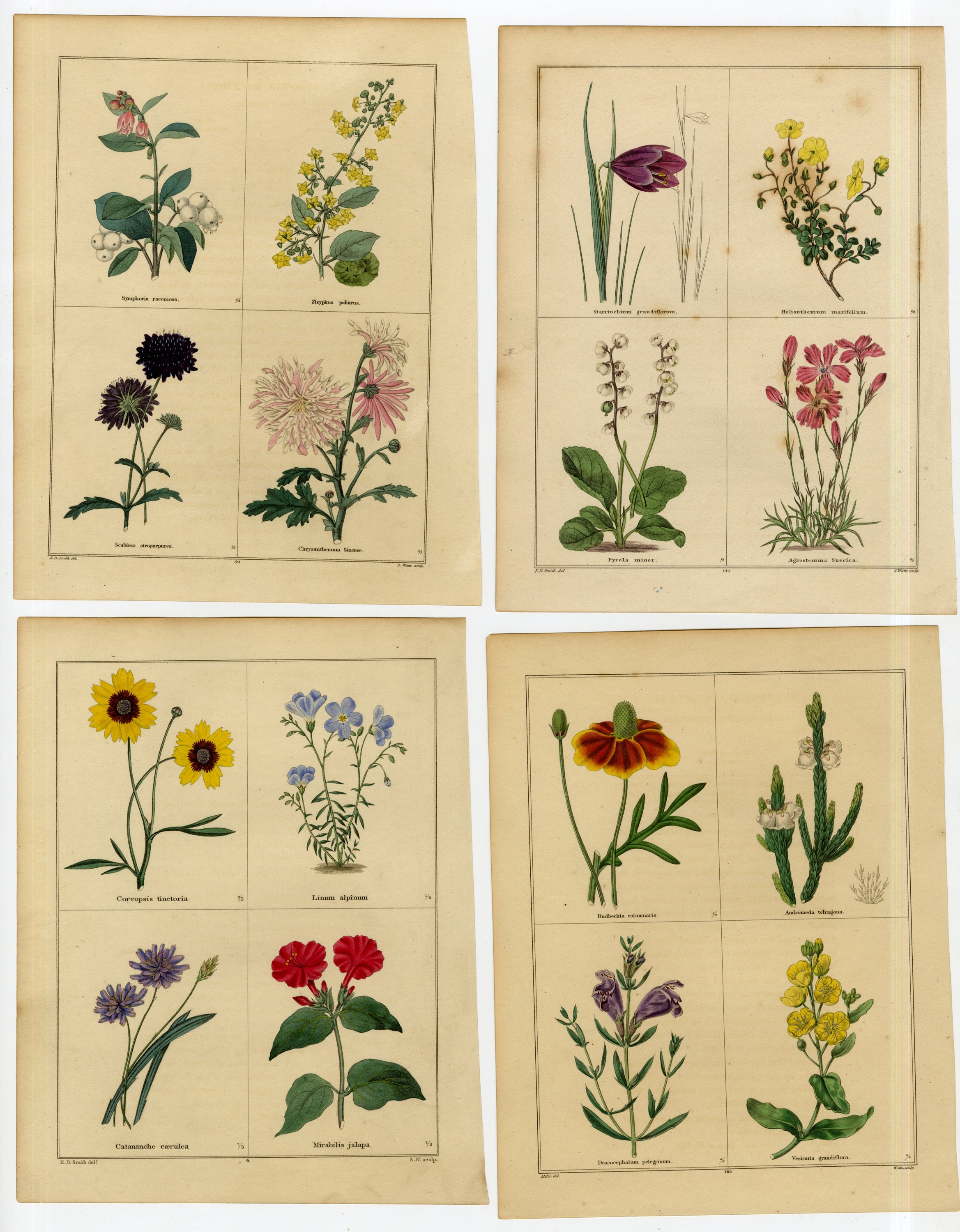 12 HAND COLORED FLOWER Prints 4 Flowers to a Sheet. Circa - Etsy