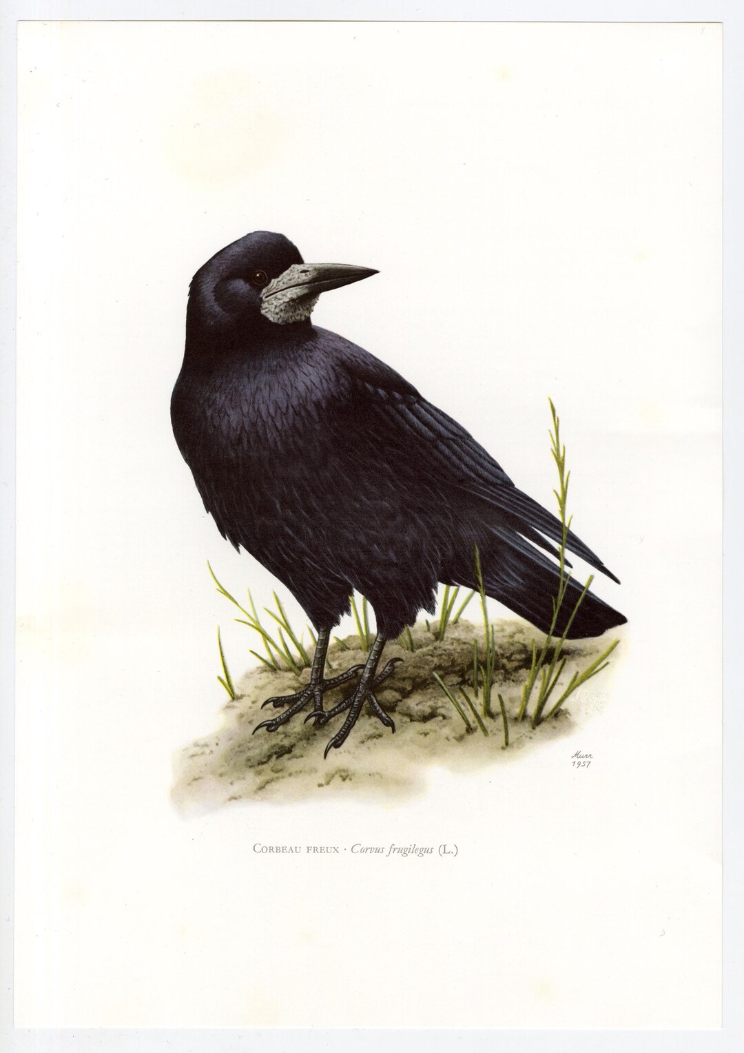 FRENCH RAVEN LITHOGRAPH. Circa 1960, Vintage - Etsy