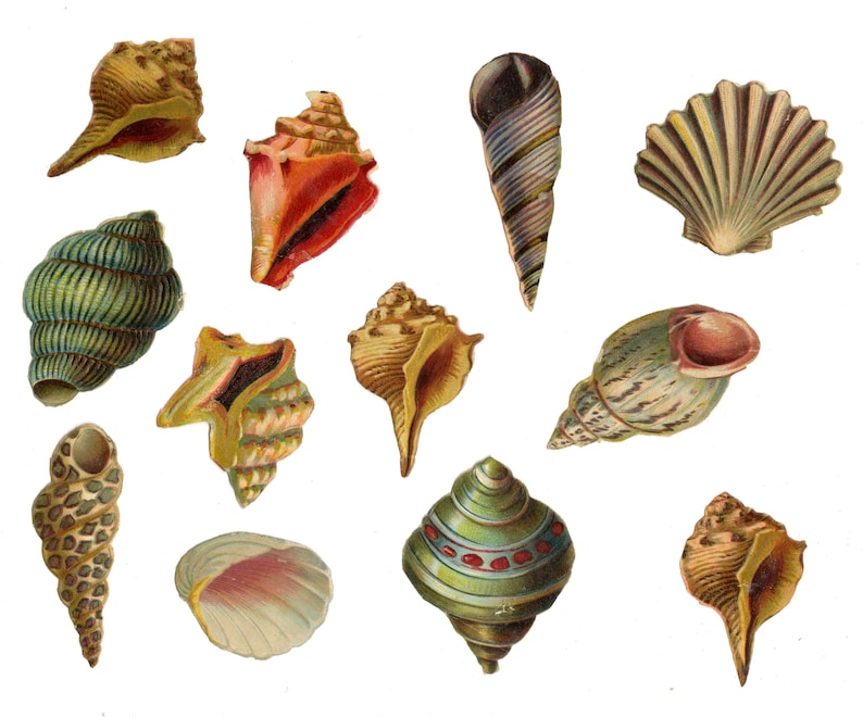 VICTORIAN SEA SHELLS, Die-cut. Chromolithograph, Circa 1900. Original ...