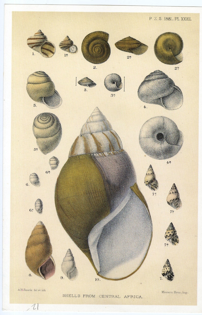 4 SEASHELL CHROMOLITHOGRAPH Prints. Circa 1910. Vintage - Etsy