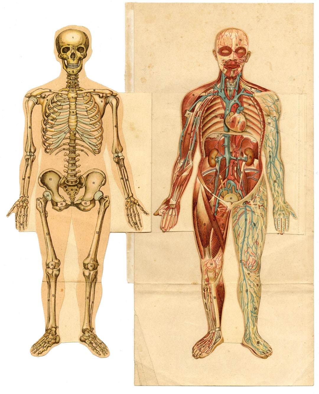 ANTIQUE ANATOMY DISPLAY From a Book. Cir. 1910, Original - Etsy