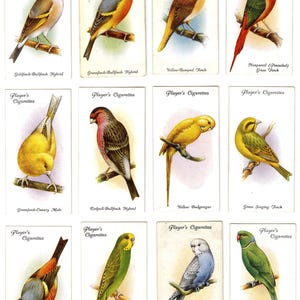 50 BIRD TRADE CARDS - Complete Set, Circa 1930, Vintage - Etsy