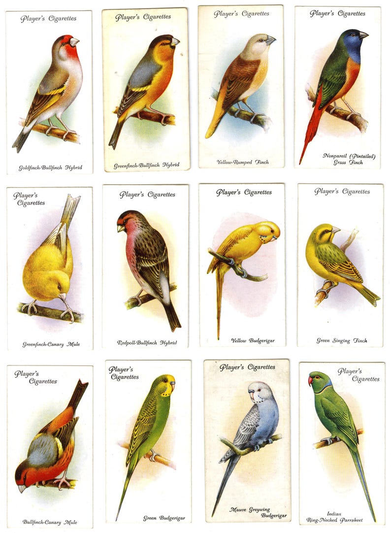 50 BIRD TRADE CARDS - Complete Set, Circa 1930, Vintage - Etsy