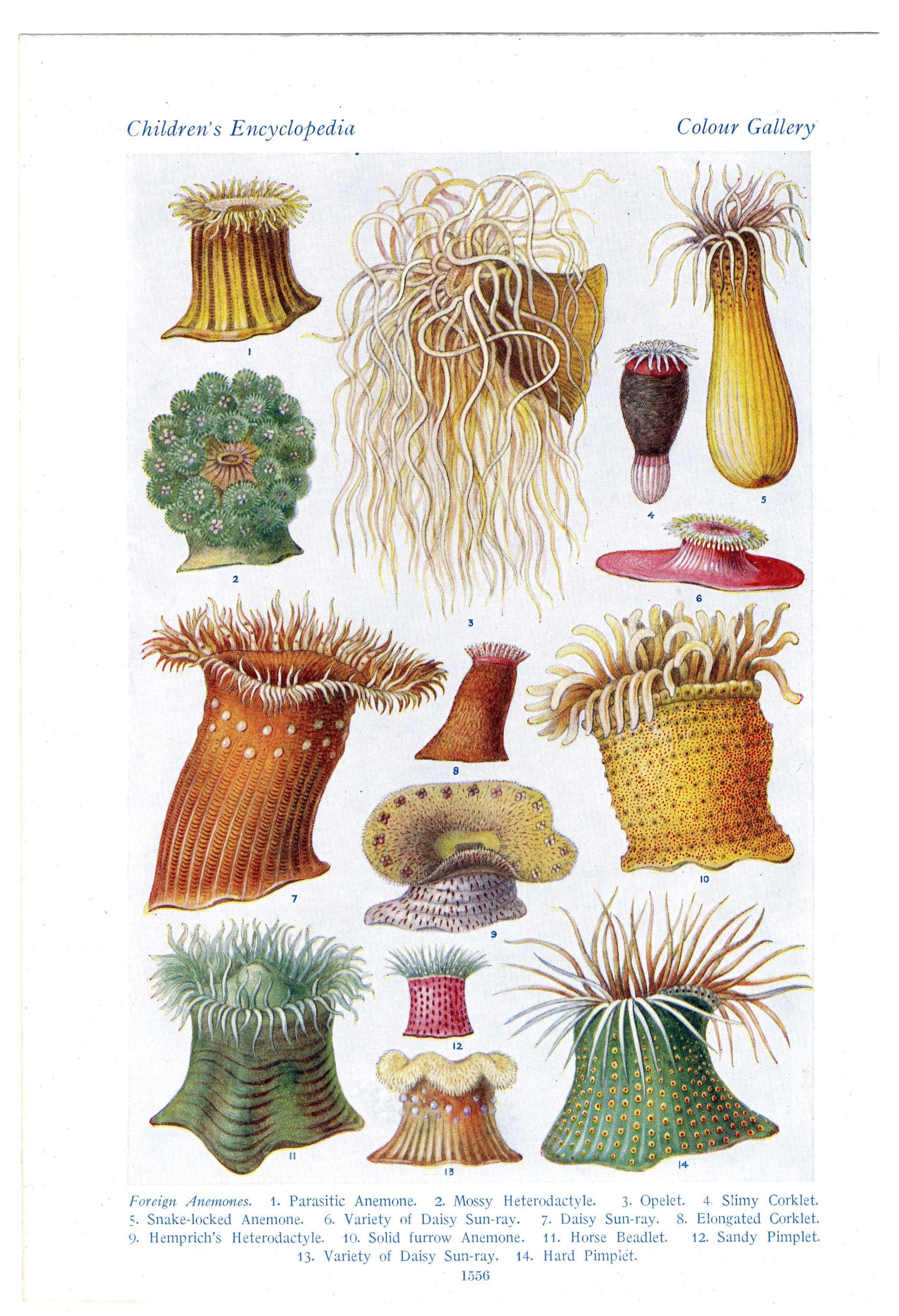 DEEP SEA CREATURES Print. Circa 1930, Vintage. - Etsy