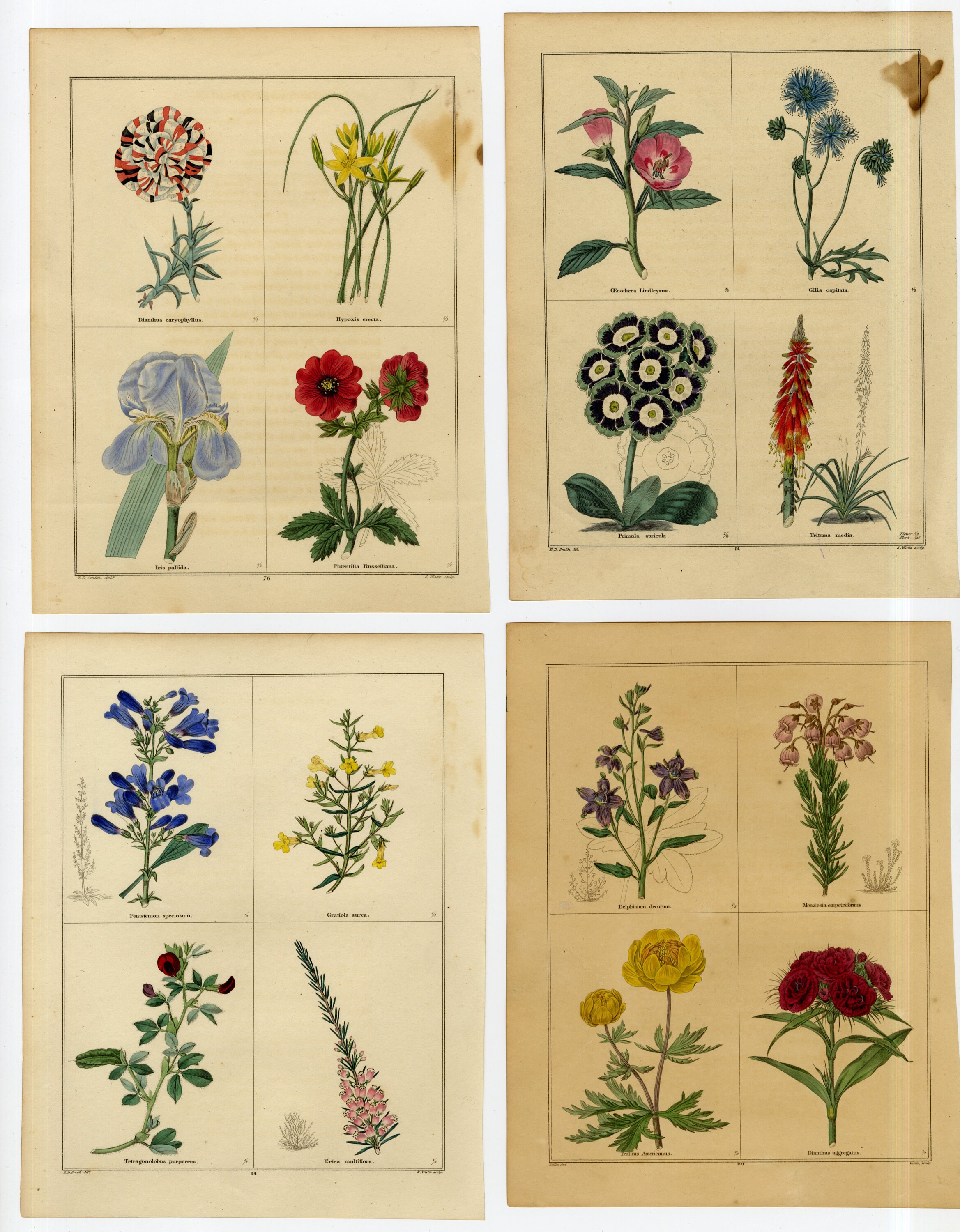 12 HAND COLORED FLOWER Prints 4 Flowers to a Sheet. Circa - Etsy