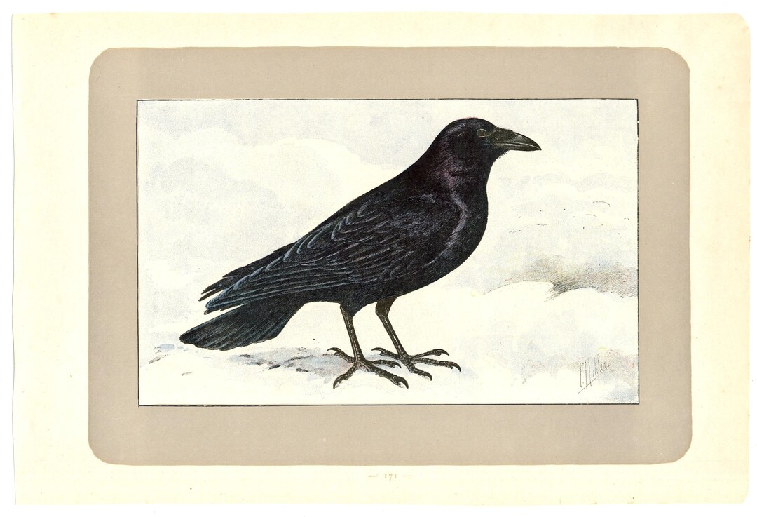 RAVEN - French Chromolithograph. Circa 1910, Original and Antique - Etsy