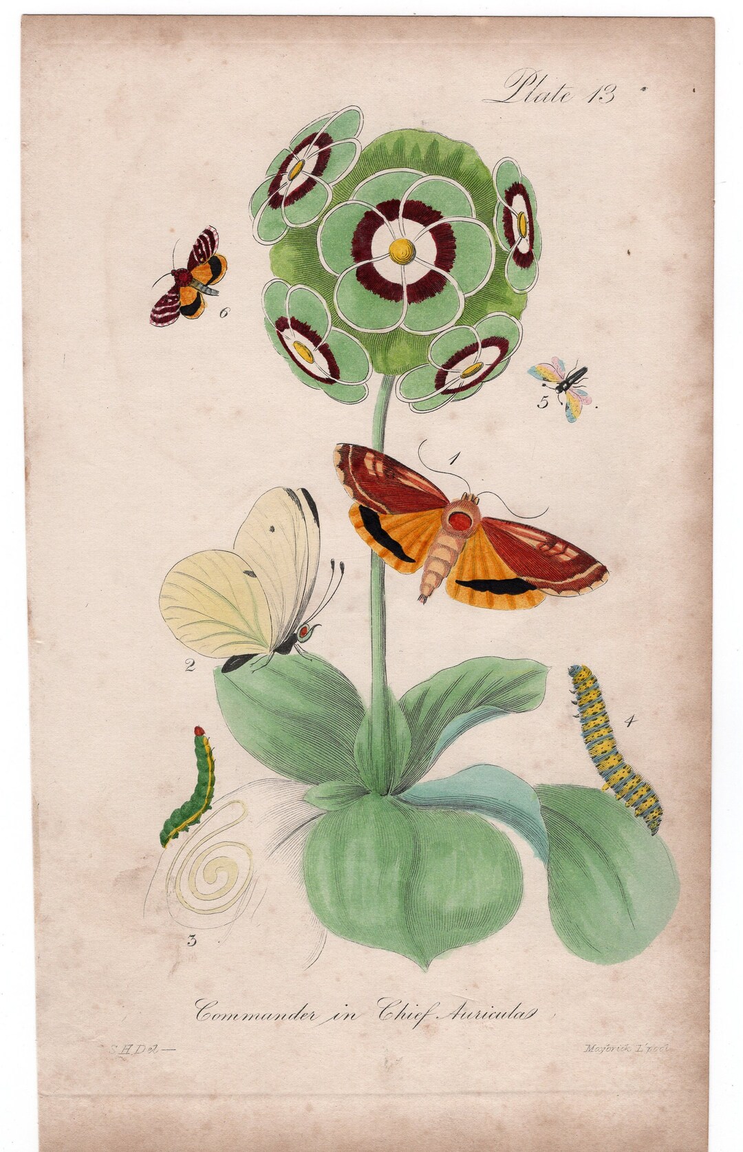 Hand Colored Butterfly and Flower. Circa 1900, Vintage. - Etsy