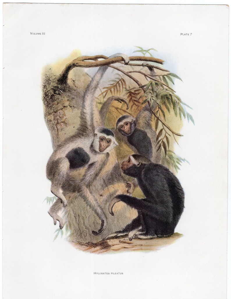 MONKEY VINTAGE Illustration/print, Circa 1930 - Etsy