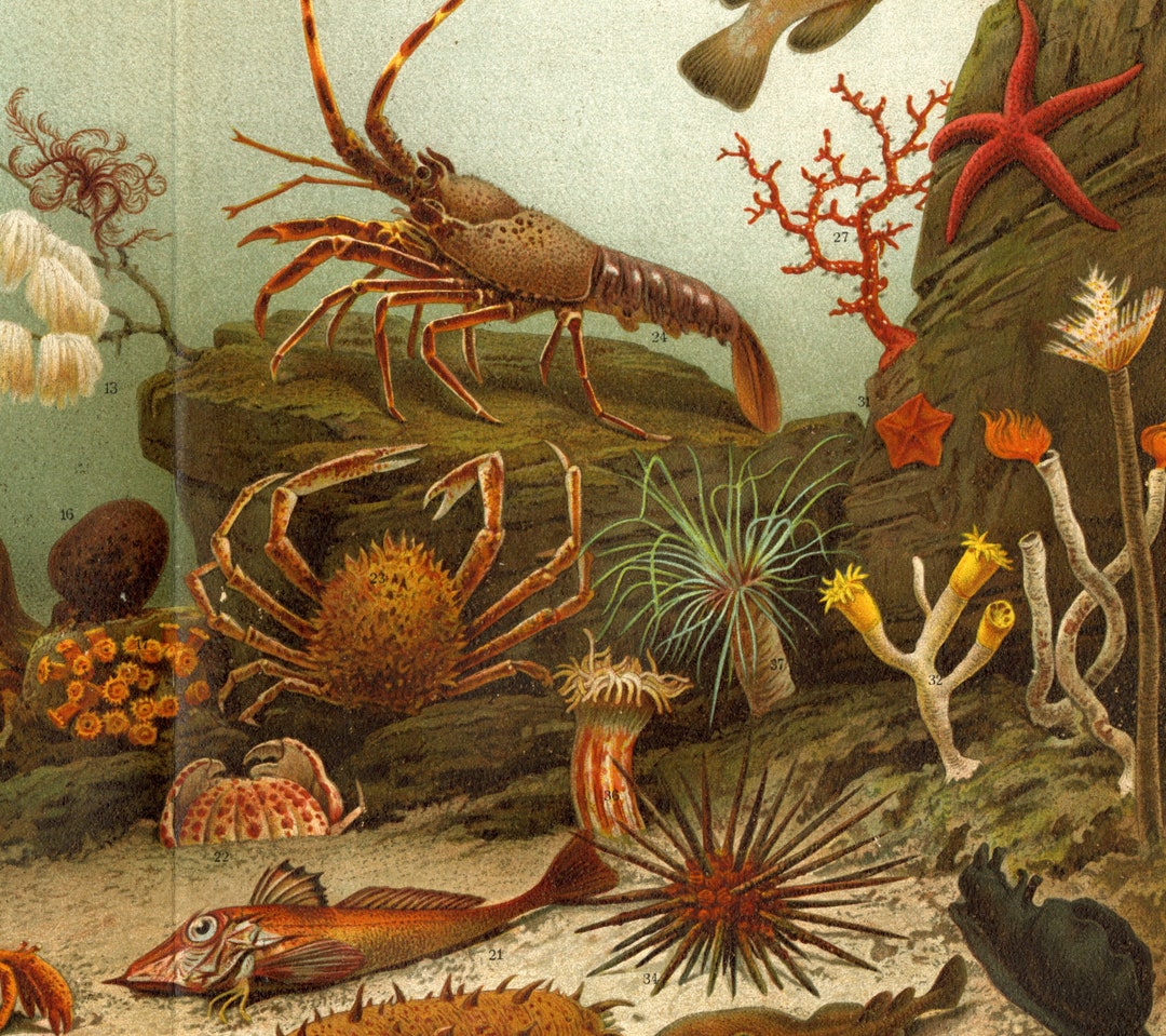 DEEP SEA CREATURES, German Chromolithograph. Circa 1900, Original and ...
