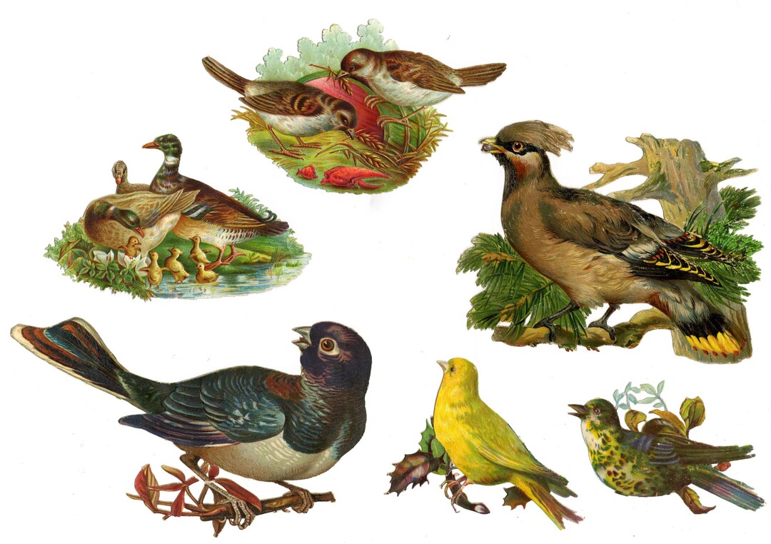 VICTORIAN BIRDS - English, Die=cut. Circa 1910, Original & Antique - Etsy