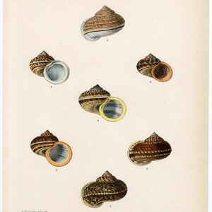 4 SEASHELL CHROMOLITHOGRAPH Prints. Circa 1910. Vintage - Etsy