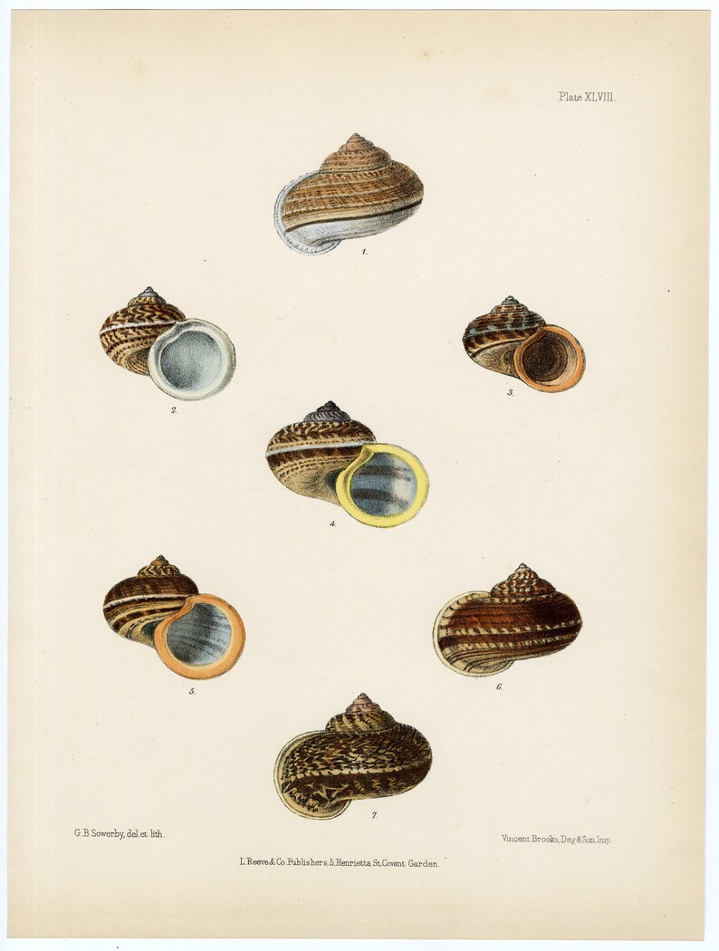 4 SEASHELL CHROMOLITHOGRAPH Prints. Circa 1910. Vintage - Etsy