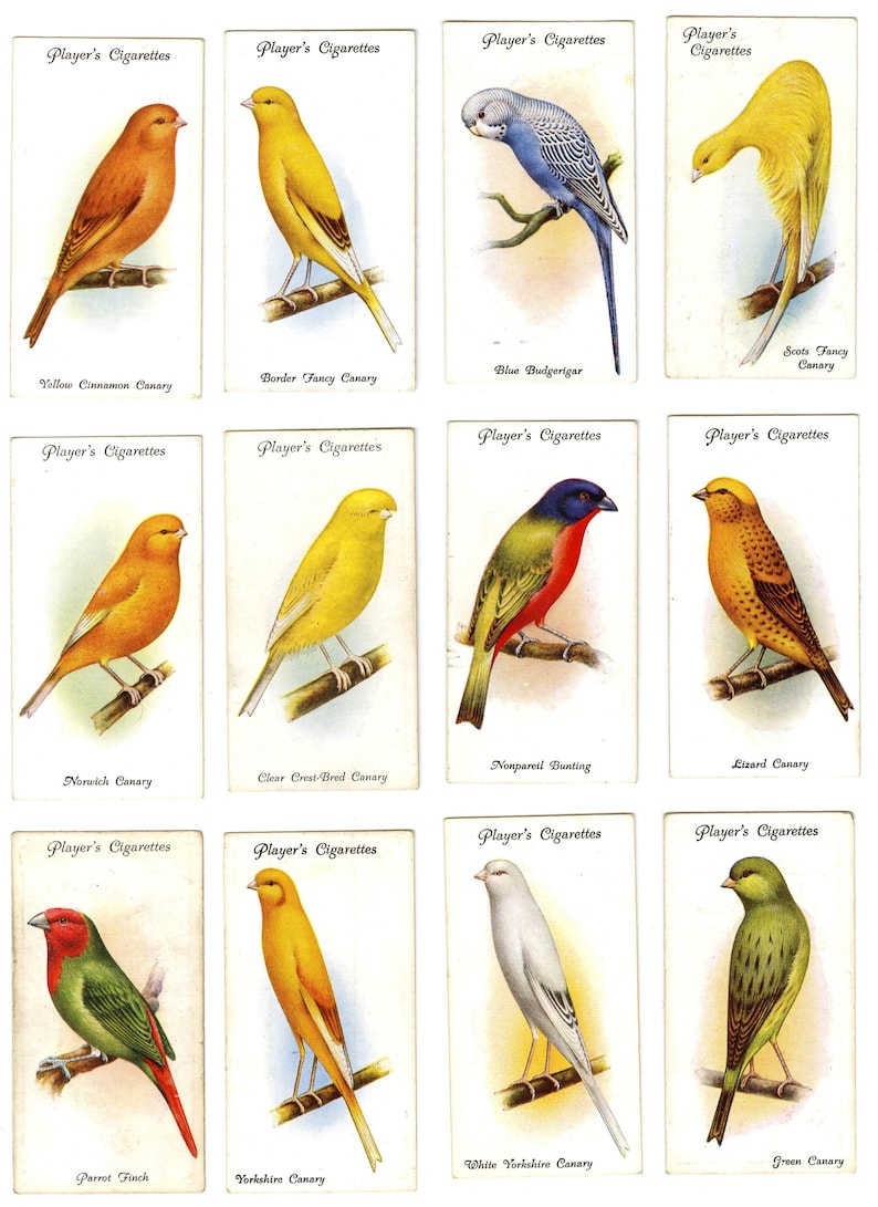 50 BIRD TRADE CARDS - Complete Set, Circa 1930, Vintage - Etsy