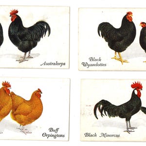 10 BRITISH POULTRY Poultry Trade Cards. Circa 1930, Vintage - Etsy