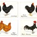 10 BRITISH POULTRY Poultry Trade Cards. Circa 1930, Vintage - Etsy