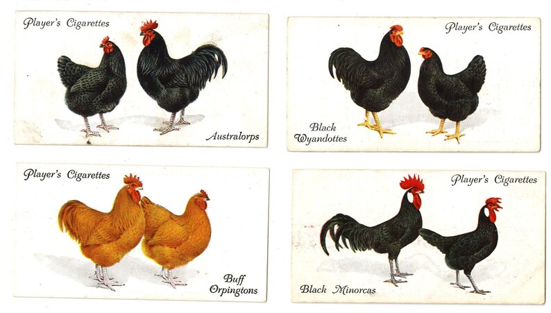 10 BRITISH POULTRY Poultry Trade Cards. Circa 1930, Vintage - Etsy