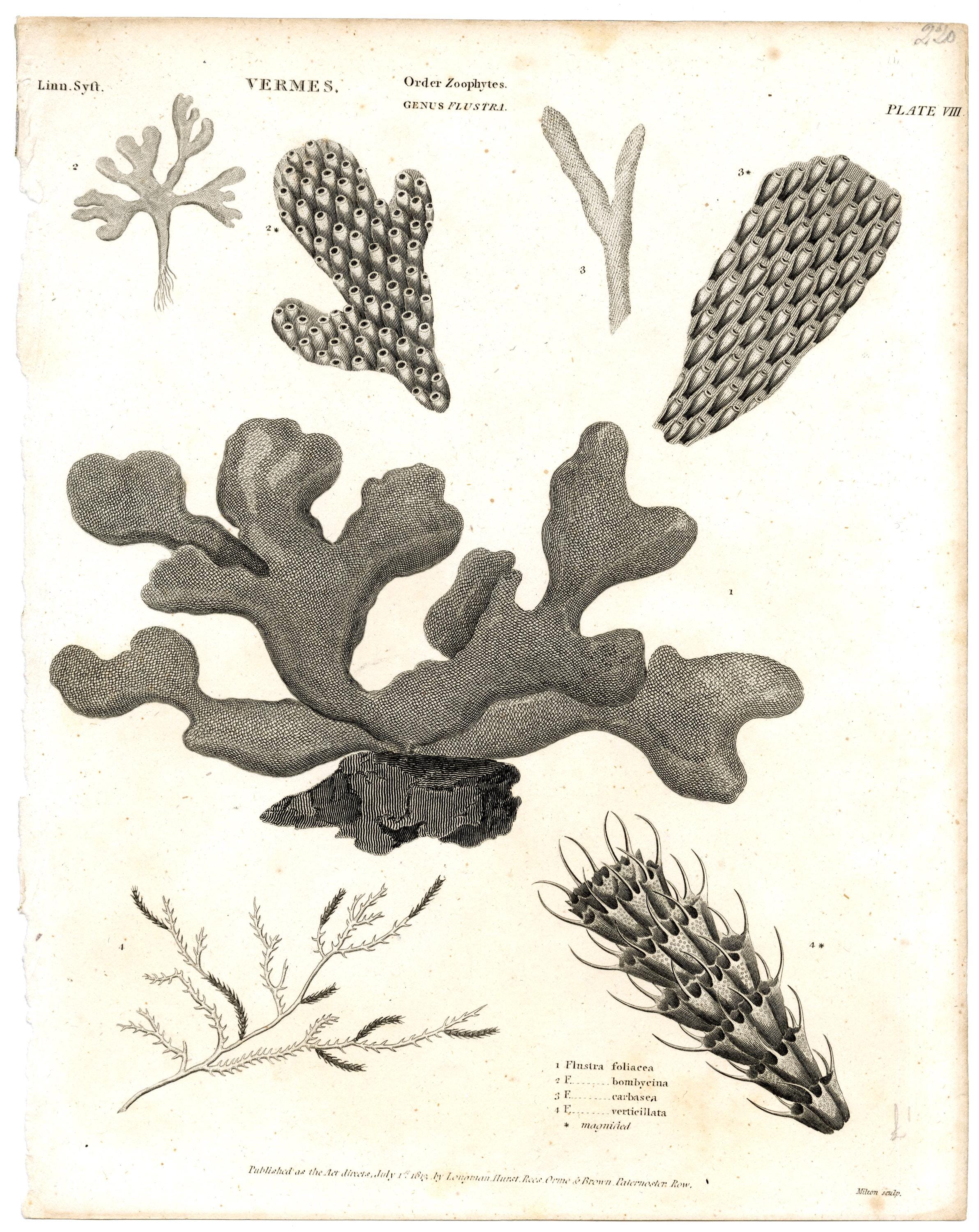5 OCEAN CORAL Prints. Circa 1813. Original & Antique - Etsy