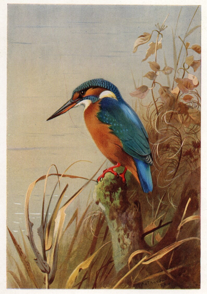 KINGFISHER Lithograph Circa 1940 Vintage - Etsy