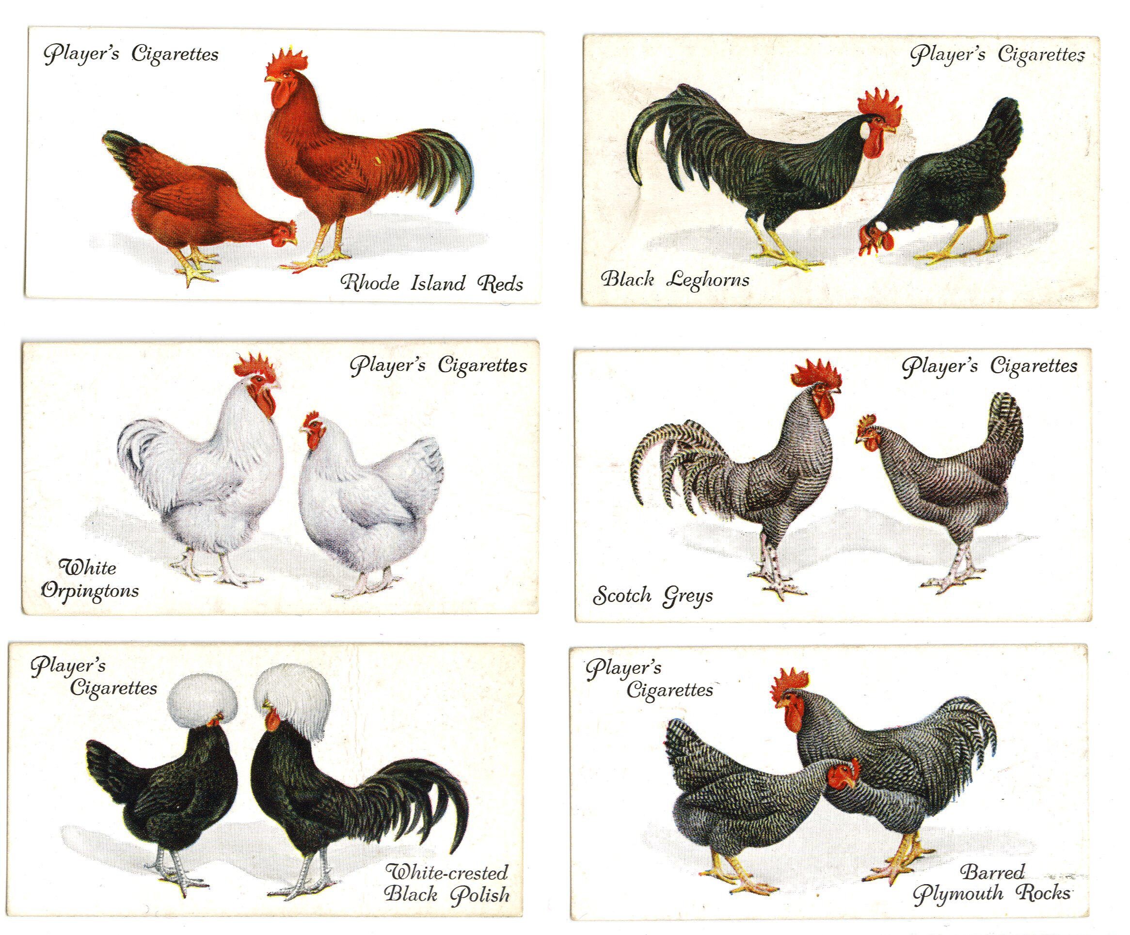 10 BRITISH POULTRY Poultry Trade Cards. Circa 1930, Vintage - Etsy