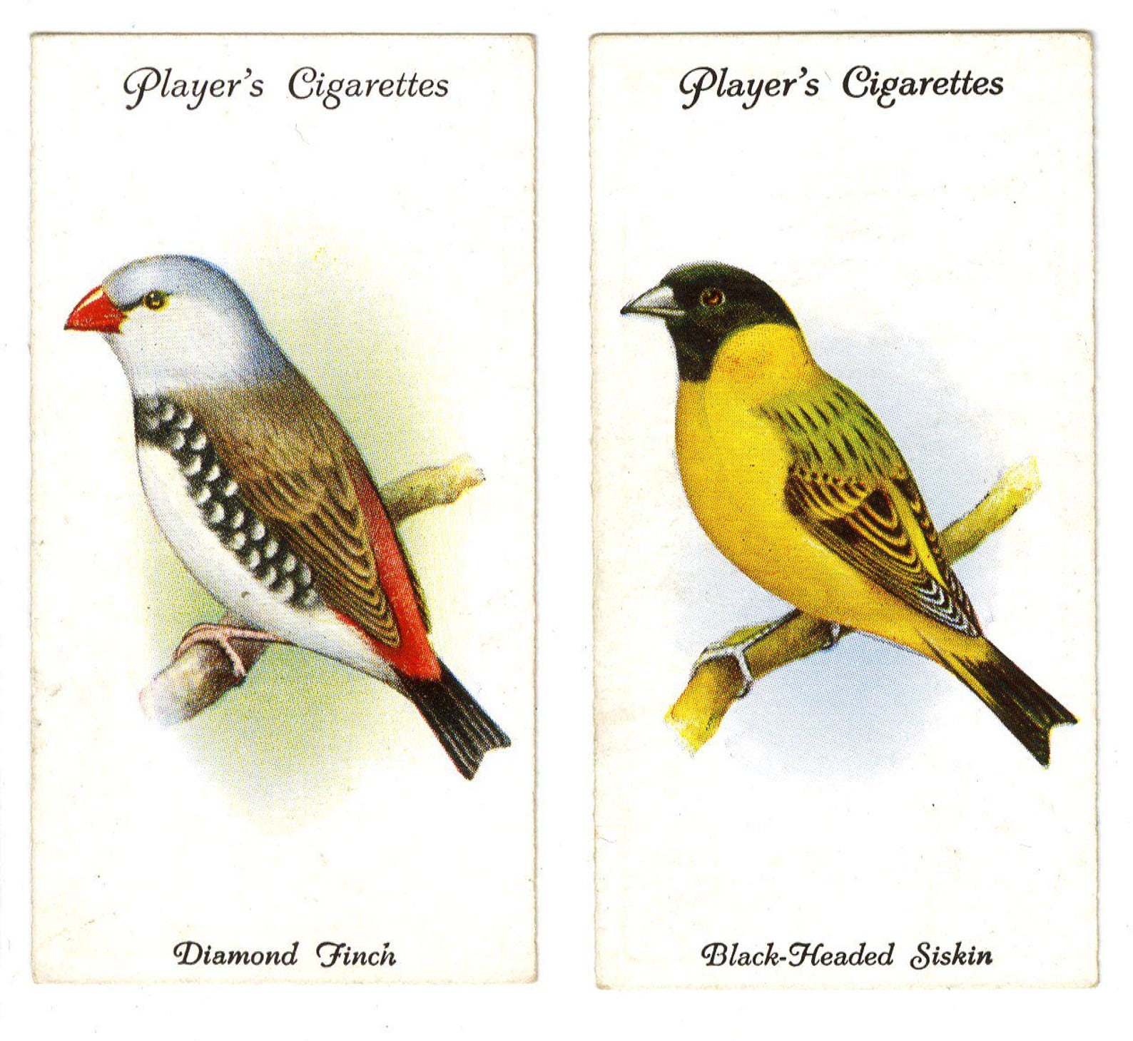 50 BIRD TRADE CARDS - Complete Set, Circa 1930, Vintage - Etsy