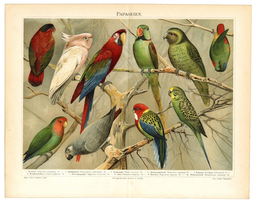 PARROTS, GERMAN CHROMOLITHOGRAPH. Circa 1910, Original - Etsy
