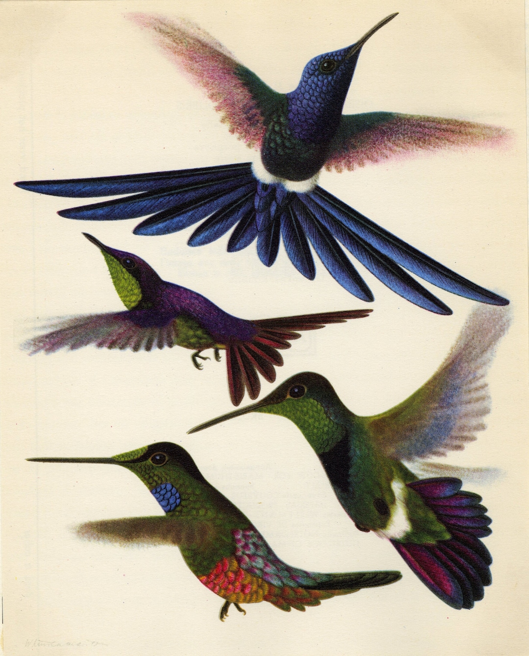 HUMMINGBIRDS ILLUSTRATION, FRENCH, Circa 1950, Vintage - Etsy