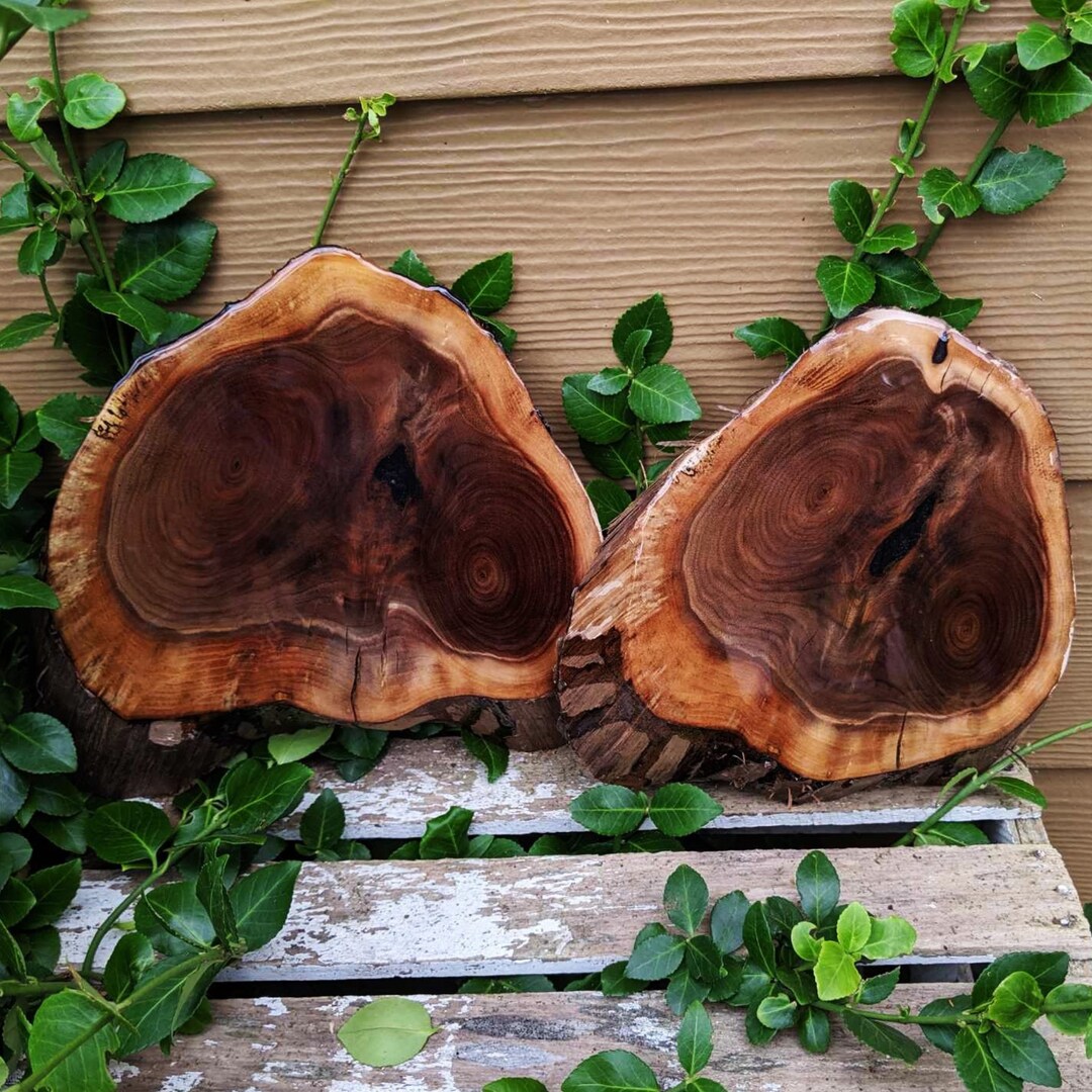 Small Black Walnut Rounds With Epoxy, Wood Rounds, Wooden Slices ...