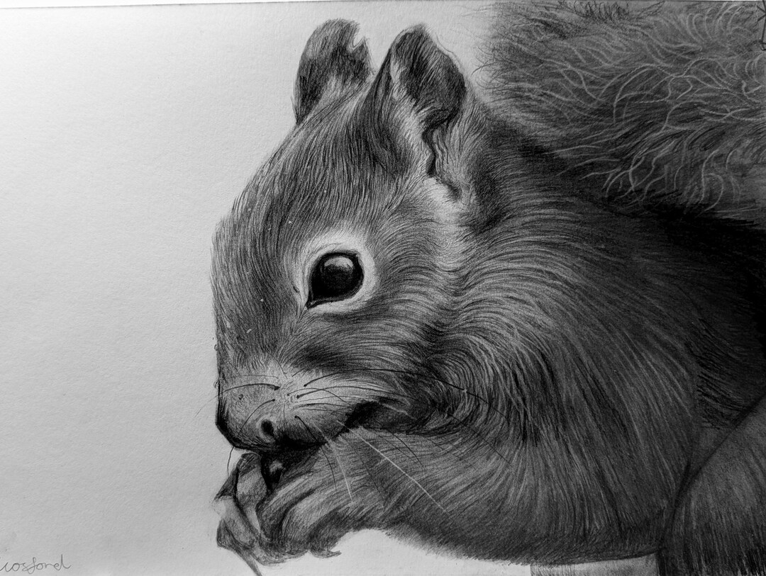 The Curious Squirrel - Original Graphite Drawing by Artist Katie ...