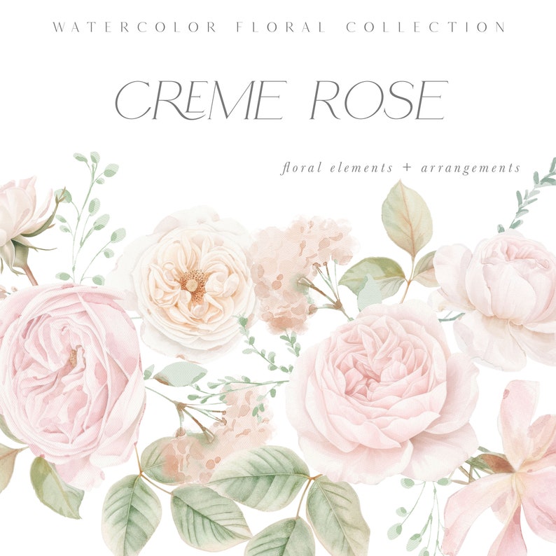 Creme & Blush Rose Clipart Rose Watercolor Clipart Rose Elements ...