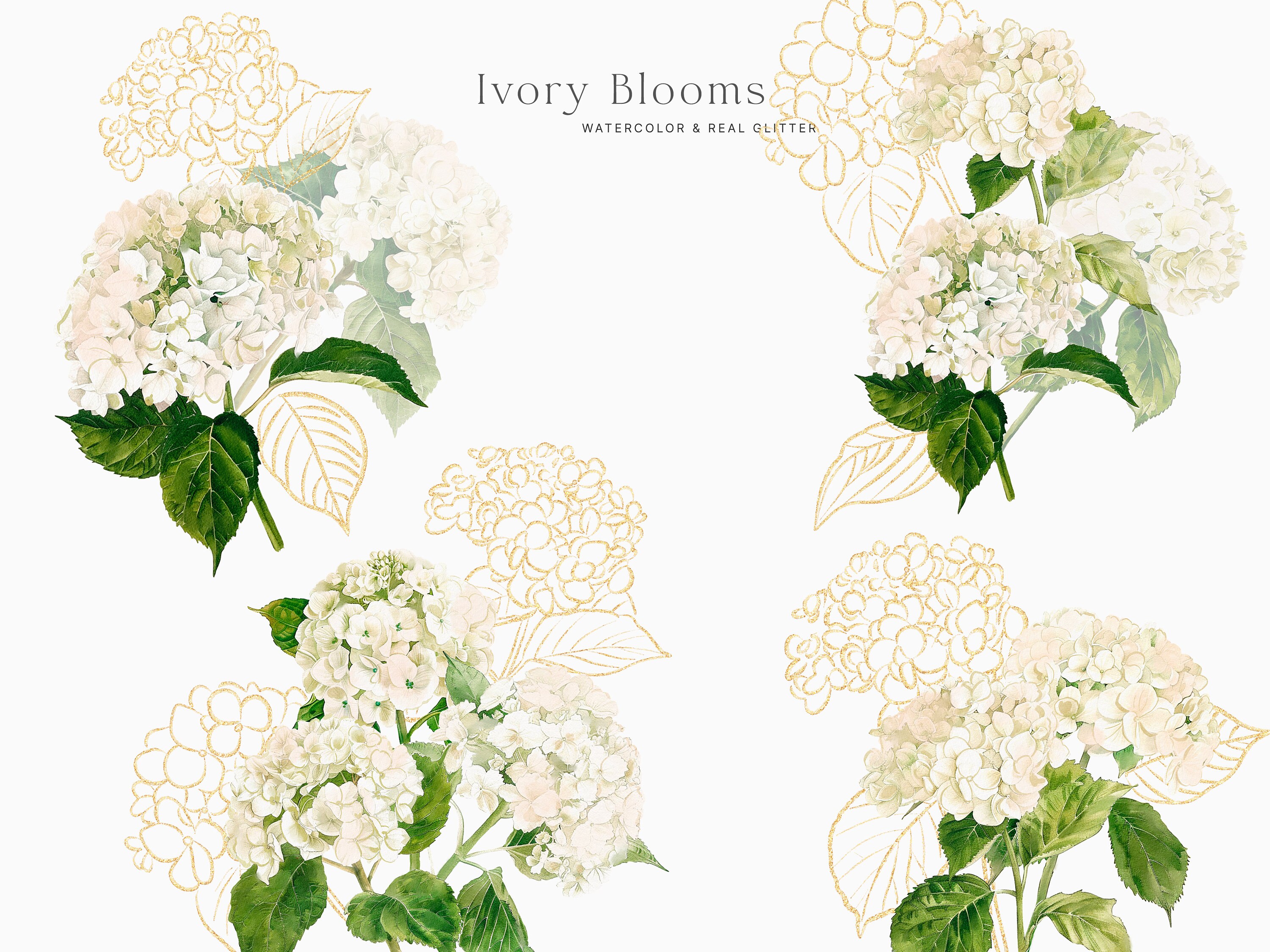 White Hydrangea Watercolor Clipart - Hydrangea Arrangements - Gold and ...