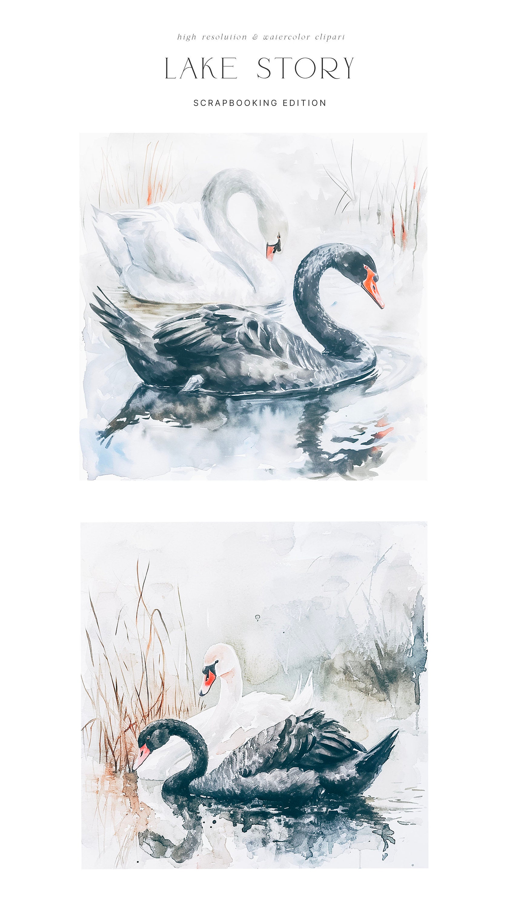 Watercolor Swans Clipart Set Lake Clipart Lily Pads Lotus Flowers ...