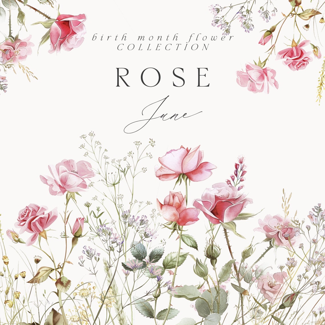 Rose June Birth Flower Clipart Set Wild Roses Birth Flower Watercolor ...