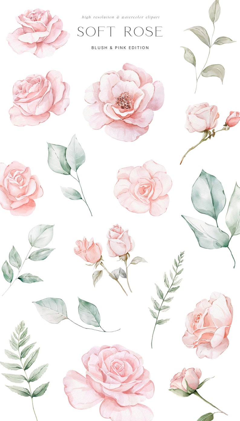 Watercolor Blush Pink Roses Roses Clipart Dusty Pink Roses Floral ...