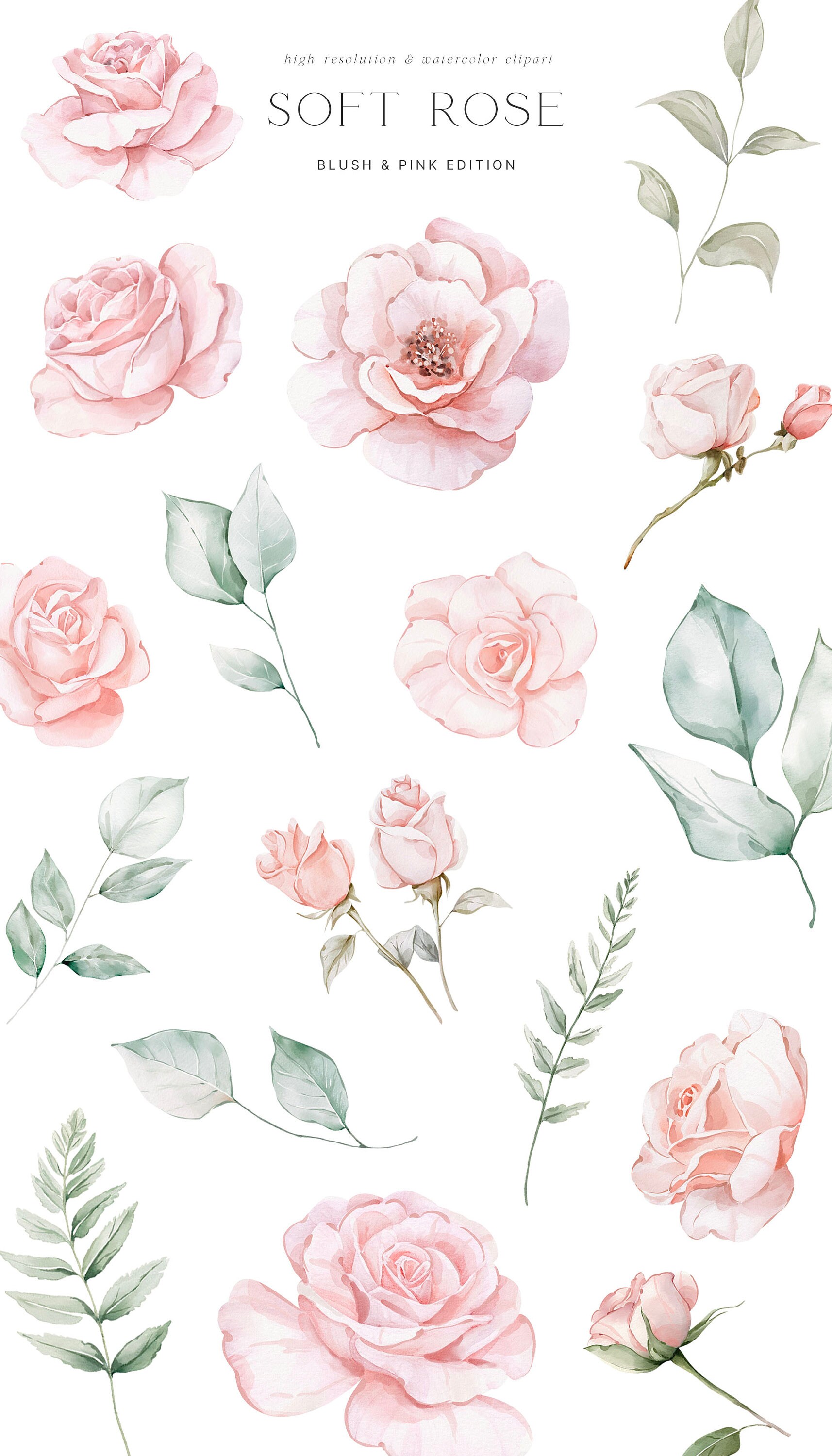 Watercolor Blush Pink Roses Roses Clipart Dusty Pink Roses Floral ...