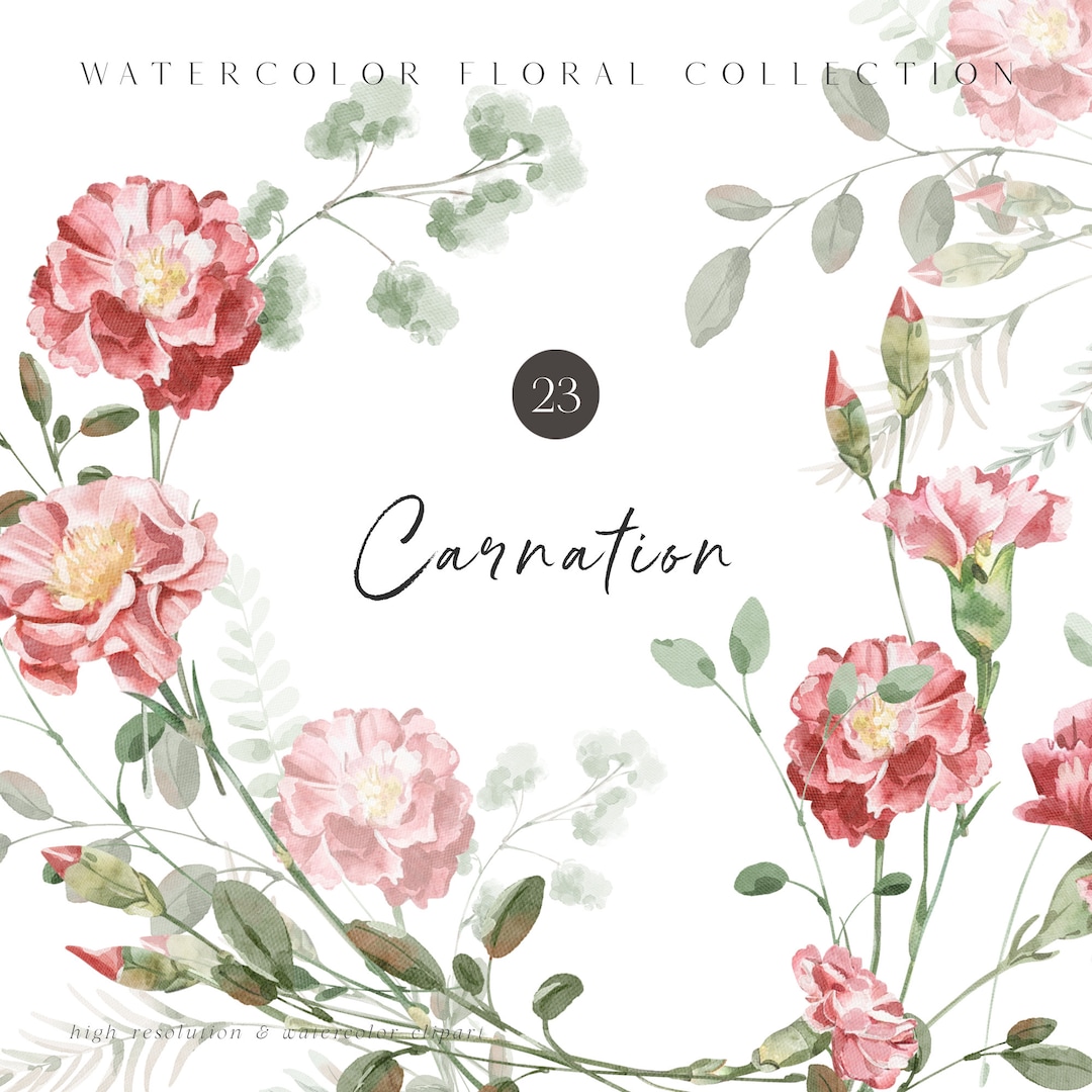 Carnation Floral Clipart - Floral Elements - Watercolor Carnations ...