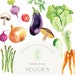 Watercolor Fresh Vegetables Clipart - Watercolor Veggies - Food Clipart ...