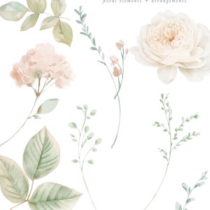 Creme & Blush Rose Clipart - Rose Watercolor Clipart - Rose Elements ...