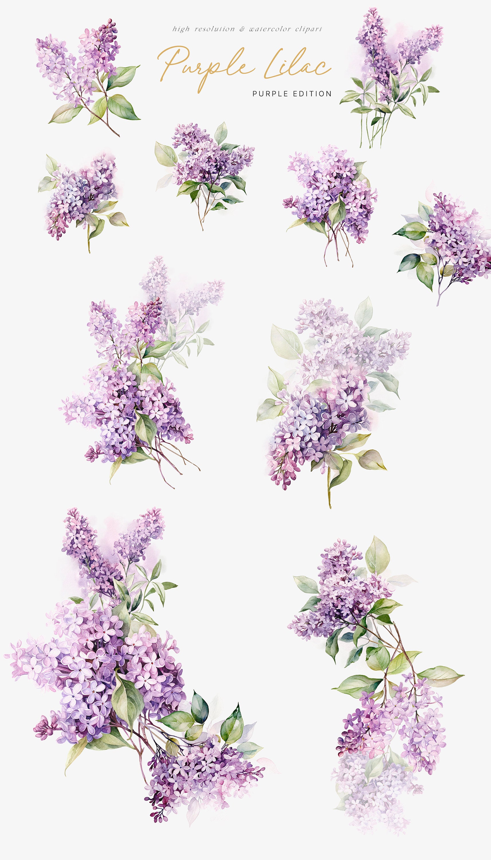 Purple Lilac Watercolor Clipart Lilac Clipart Watercolor Lilac Spring ...