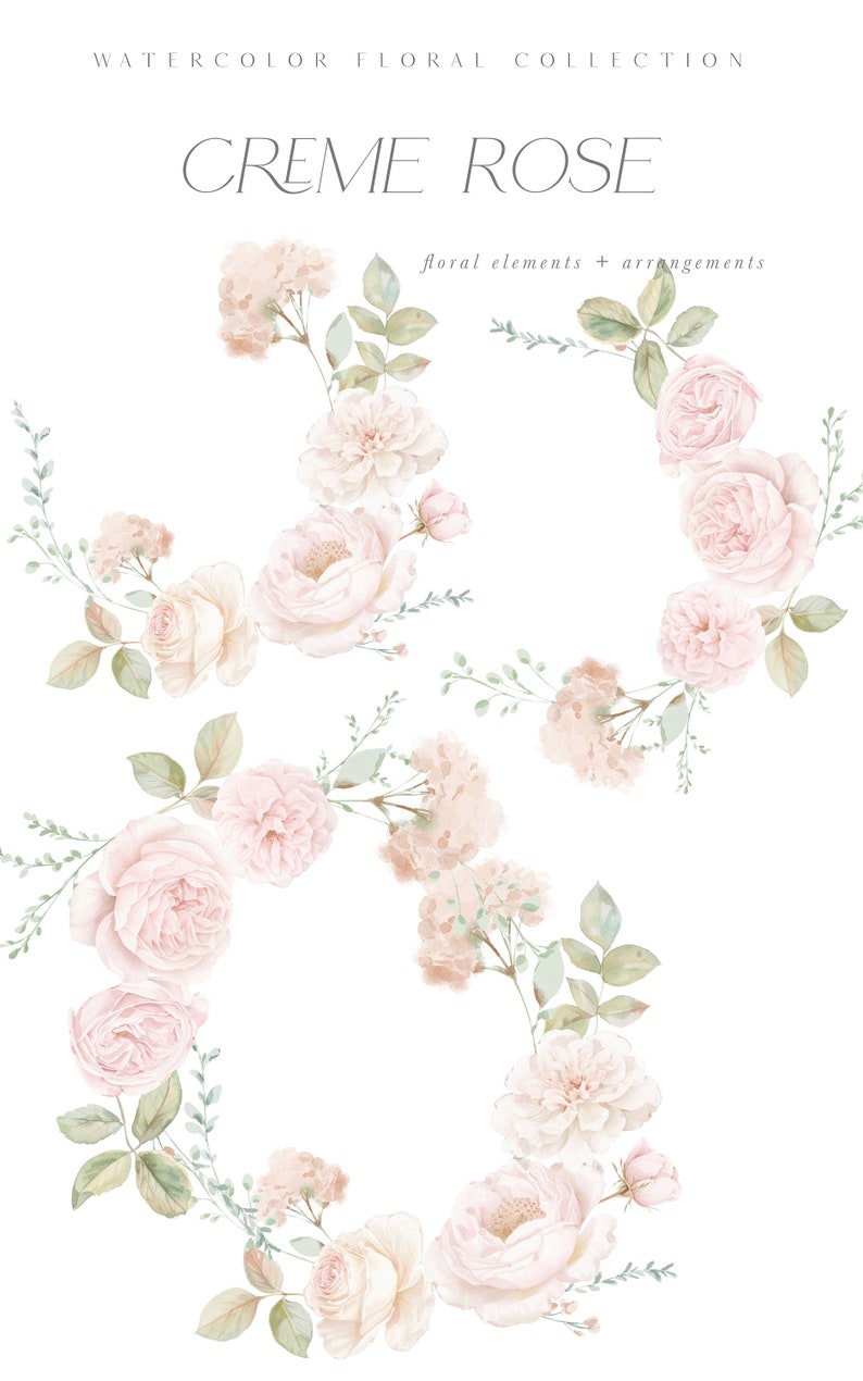 Creme & Blush Rose Clipart Rose Watercolor Clipart Rose Elements ...