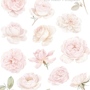 Creme & Blush Rose Clipart - Rose Watercolor Clipart - Rose Elements ...