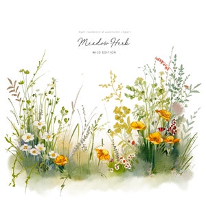 Wild Meadow Flowers Clipart - Watercolor Wild Flowers - Wild Flowers ...
