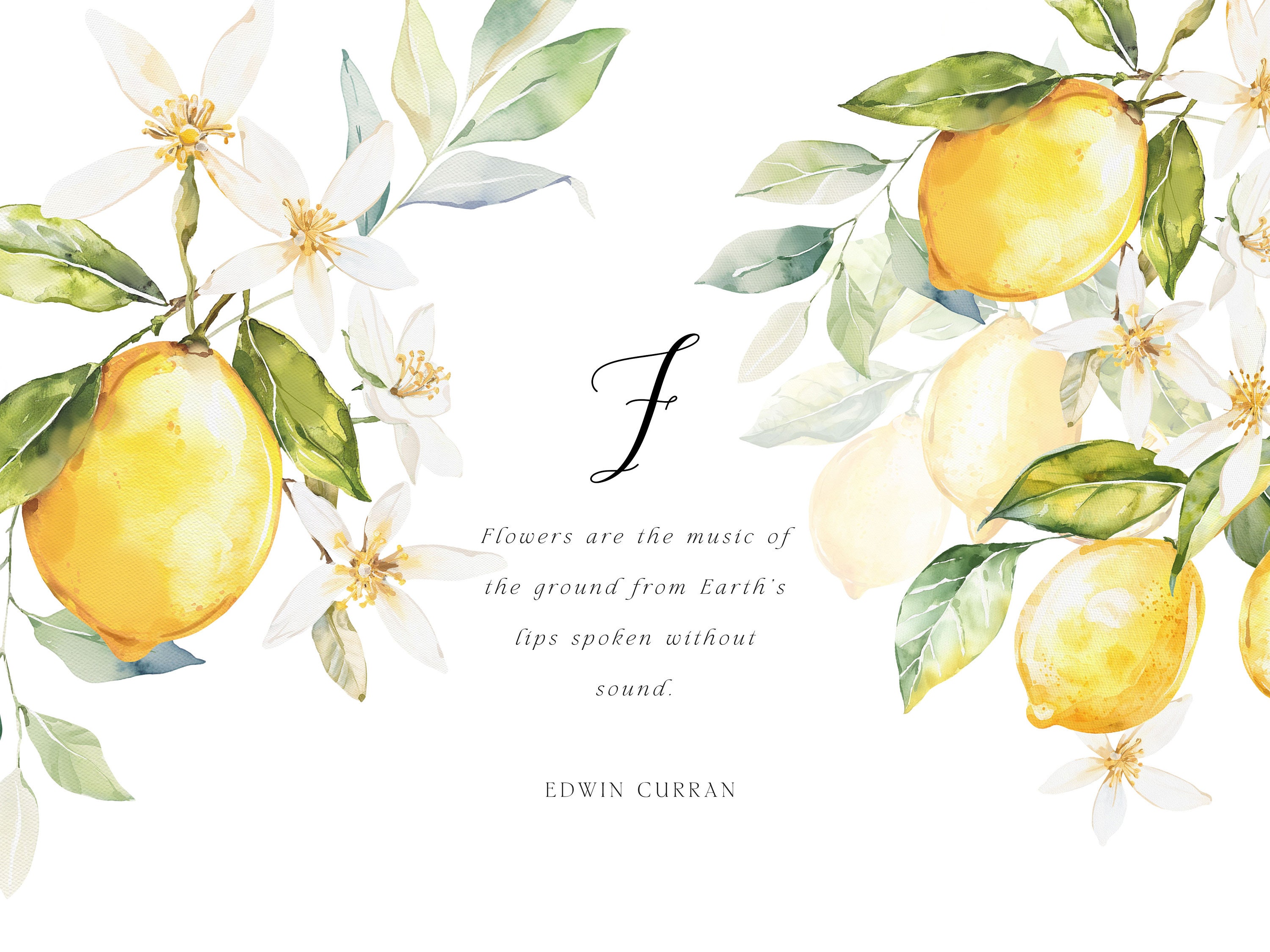 Lemon Blossom Clipart Lemon Clipart Set Floral Clipart Set Lemon ...