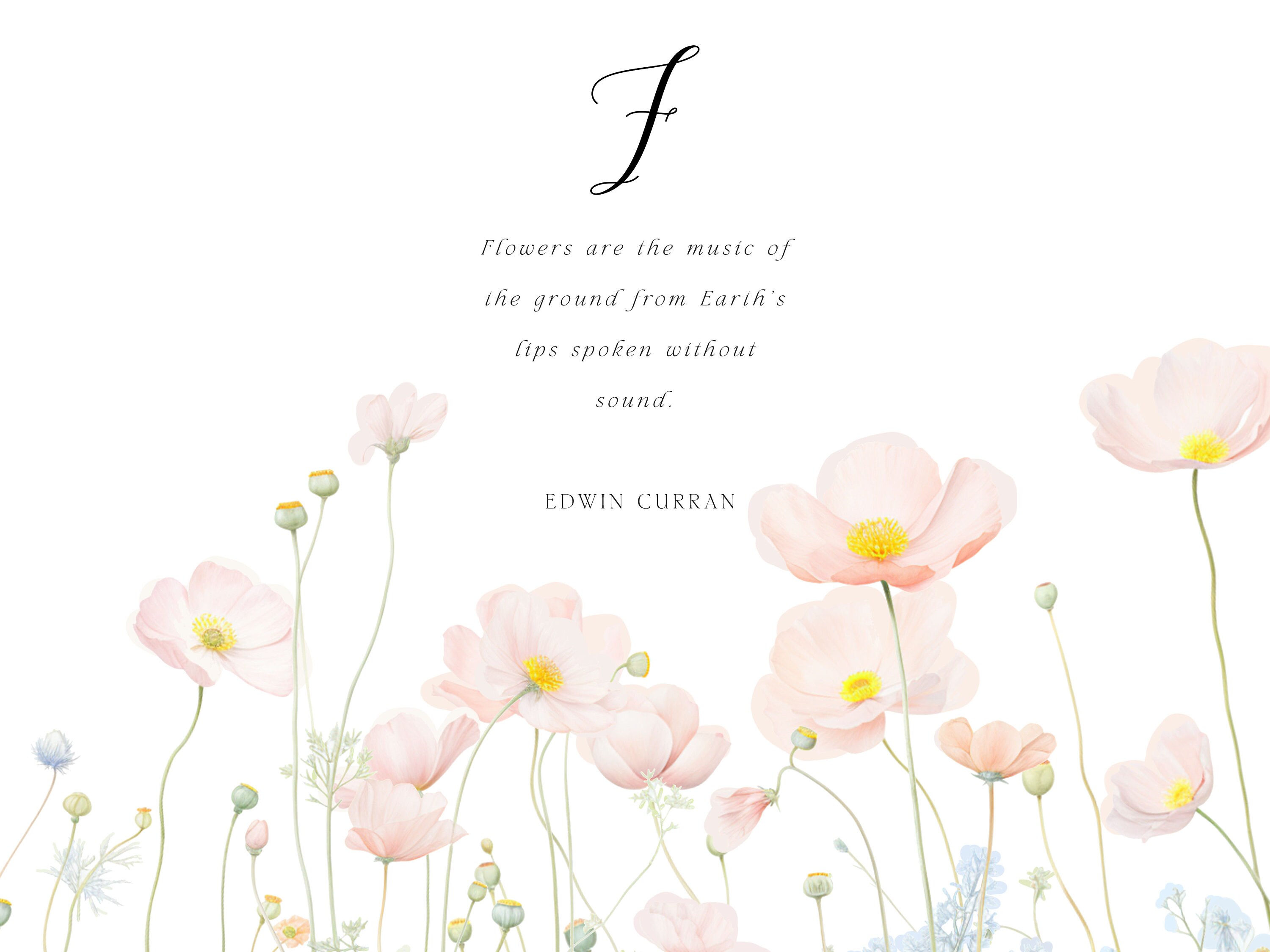 Blush Wild Flower Clipart Wild Flower Borders Dainty Wild Florals Wild ...