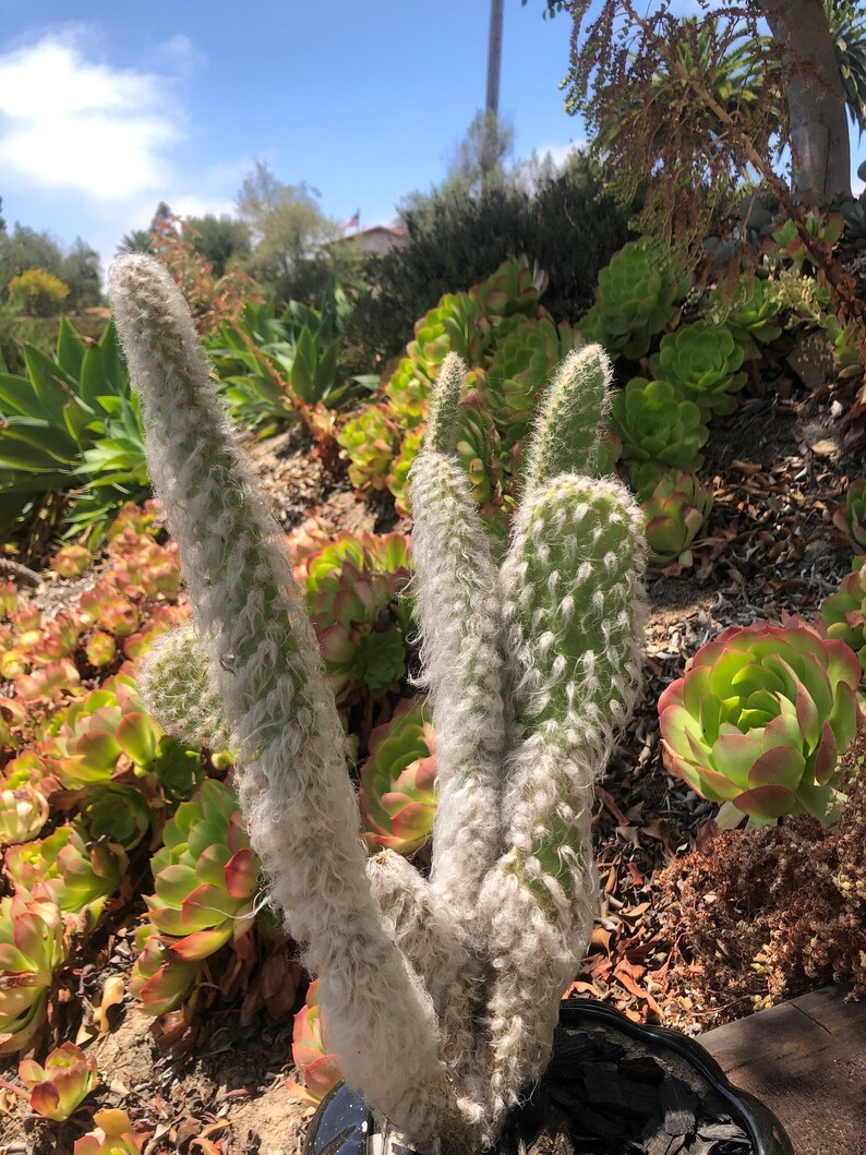 Opuntia Erinacea Ursine Ponytail Snow Furry/ Hairy Cactus - Etsy