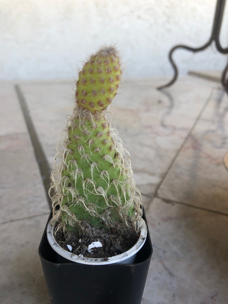 Opuntia Erinacea Ursine Ponytail Snow Furry/ Hairy Cactus - Etsy