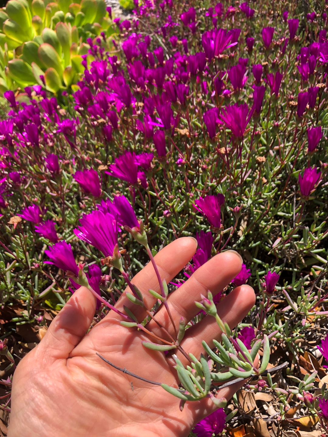 10 Purple Flowering Ground Cover Cuttings - Etsy